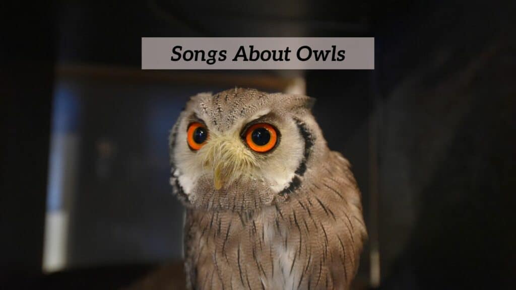 8 Pieces Of Songs About Owls - CMUSE
