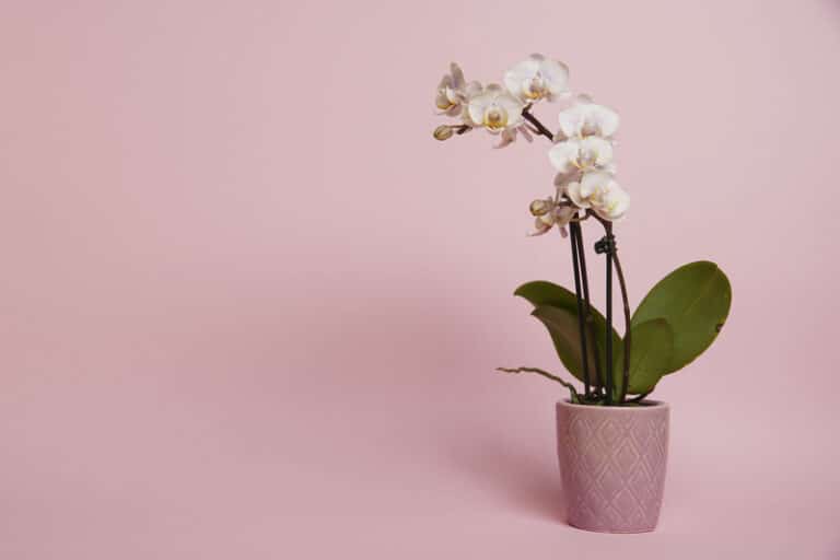 Giving Flowers After A Musical Performance? Symbolism and Meaning - CMUSE