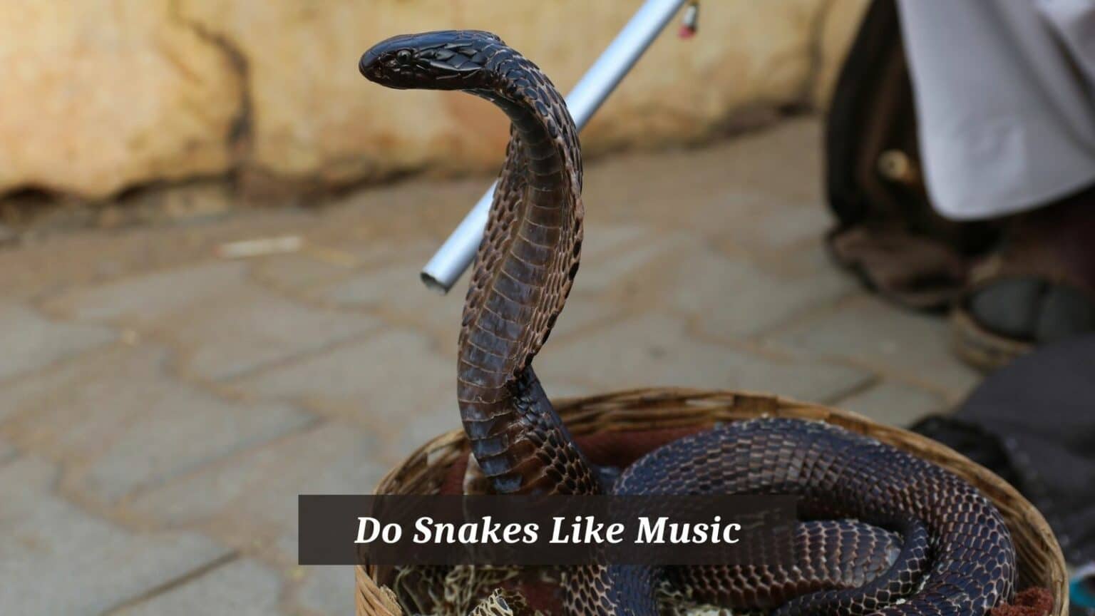 Do Snakes Like Music? - CMUSE