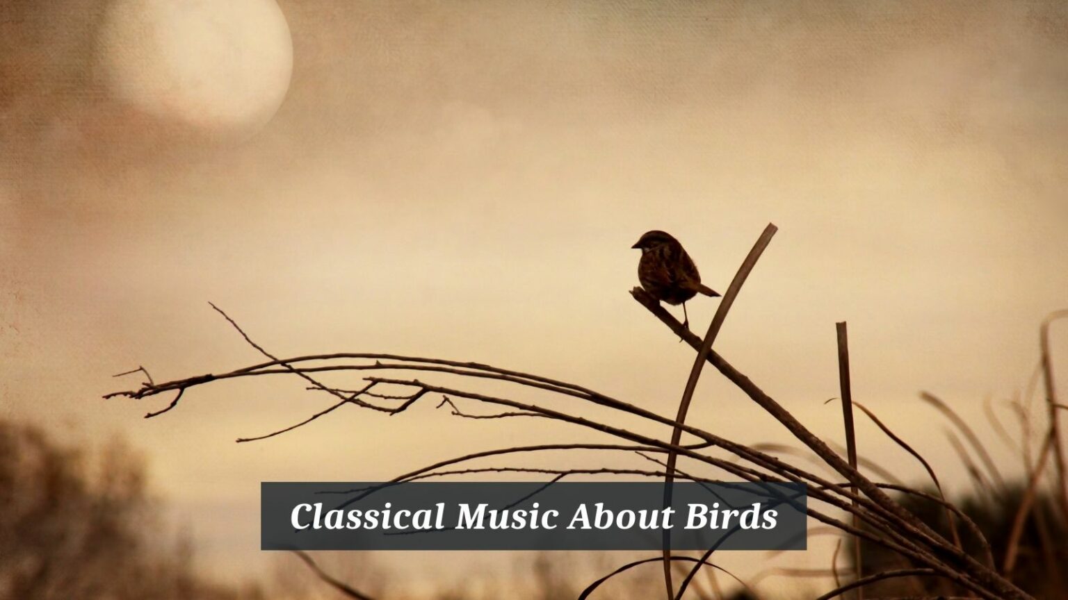 8 Great Pieces Of Classical Music About Birds - CMUSE