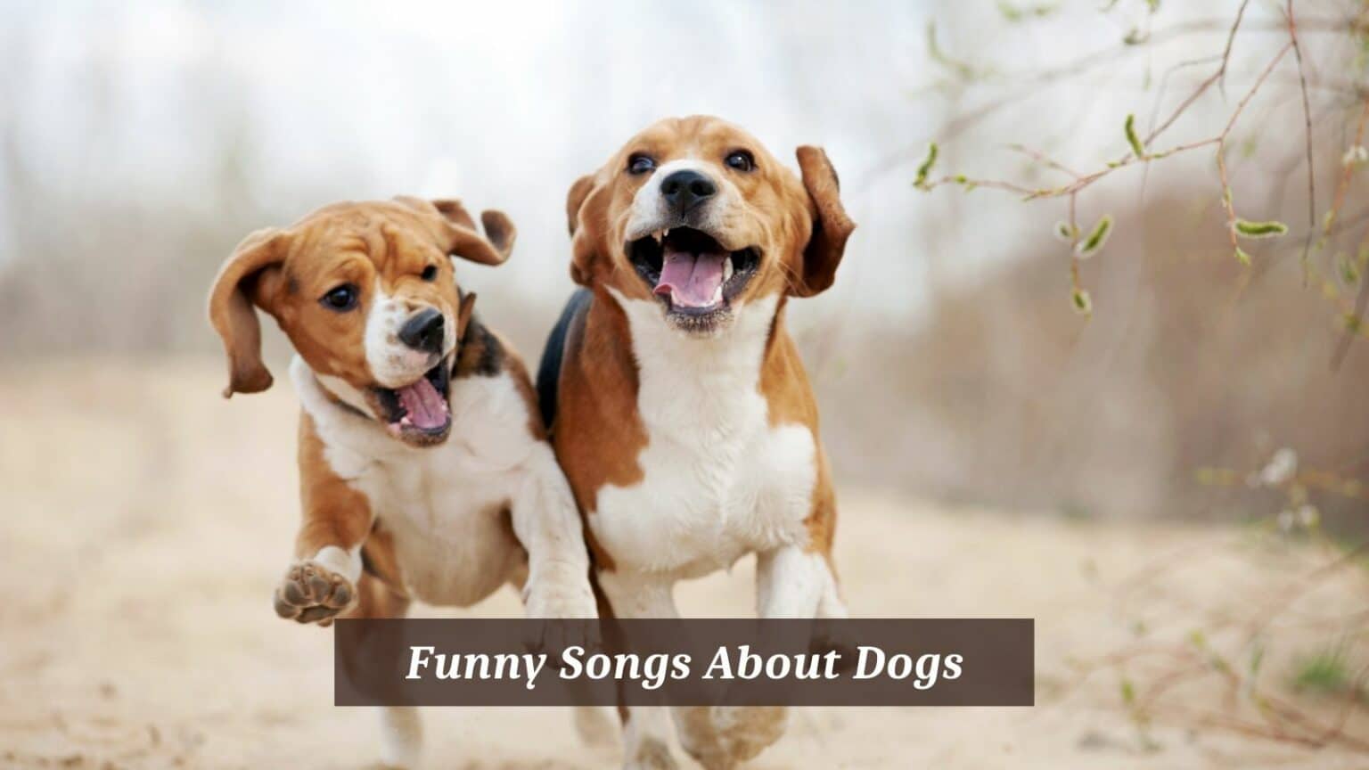10 Pieces Of Funny Songs About Dogs - CMUSE