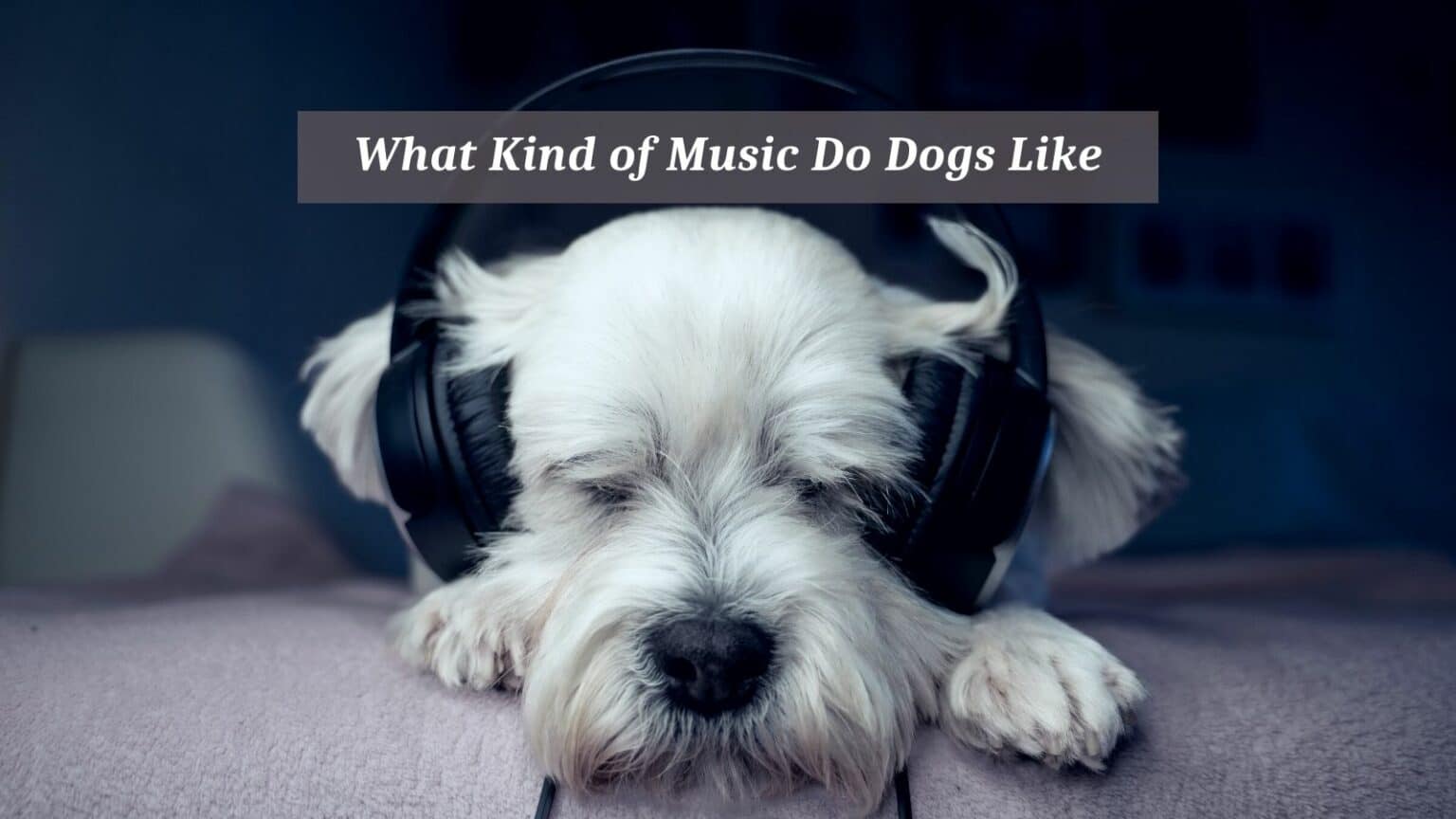 What Kind of Music Do Dogs Like? - CMUSE